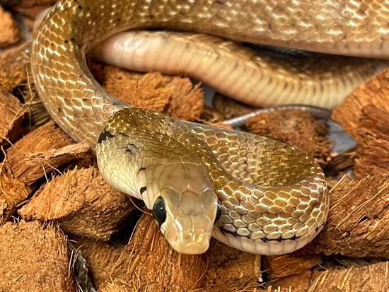 Unicolor Cribo Cribo & Indigo Snakes by Carolina Herps