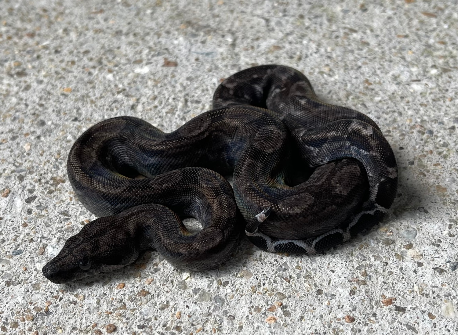 Black Devil Ph CA T+ Boa Constrictor by Carolina Herps - MorphMarket