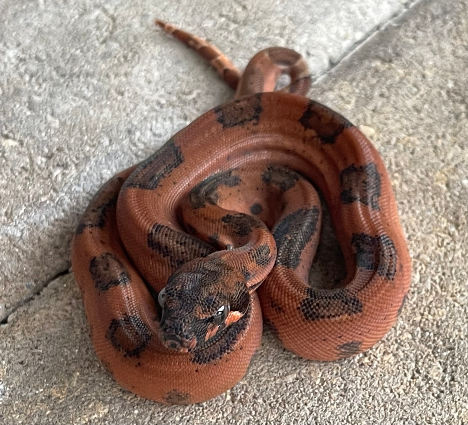 Hypo Leopard Boa Constrictor by Carolina Herps - MorphMarket