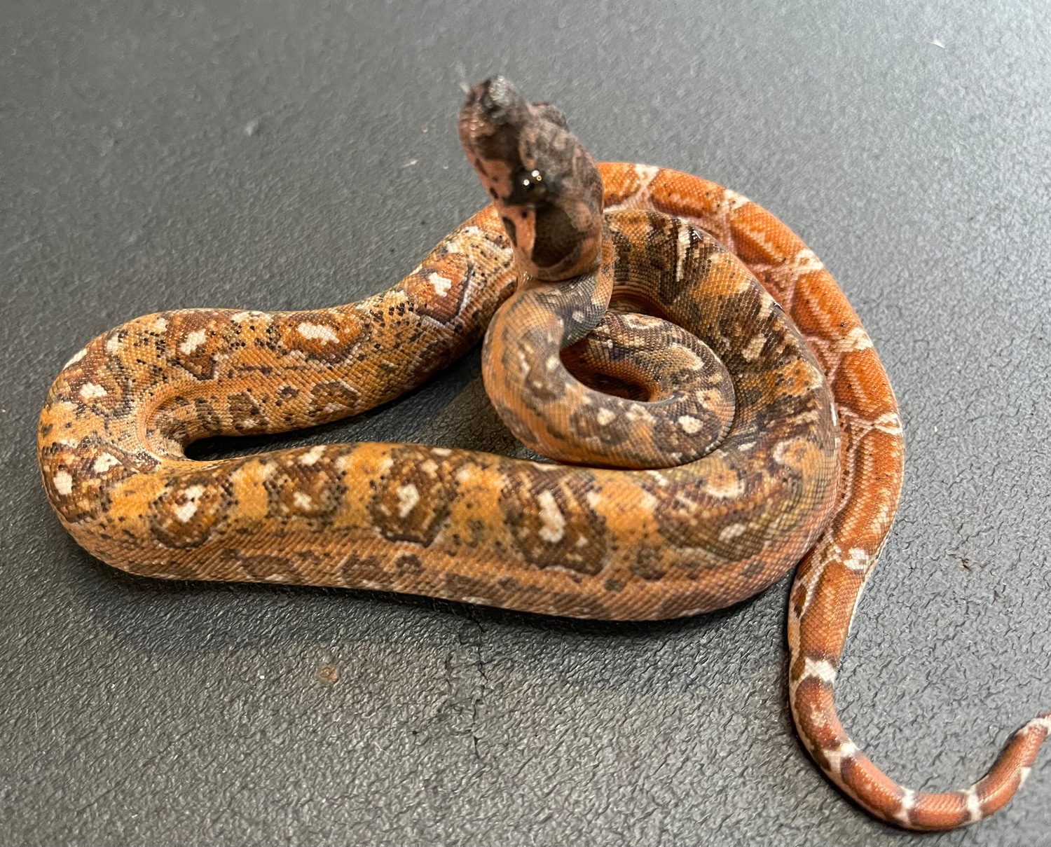 Hypo Leopard Het Kahl Albino Boa Constrictor by Carolina Herps ...