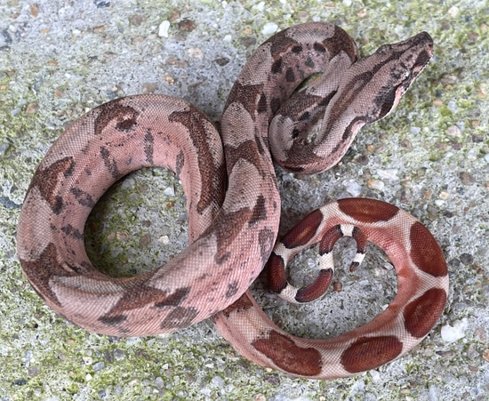 Hypo DH VPI Blood Boa Constrictor by Carolina Herps