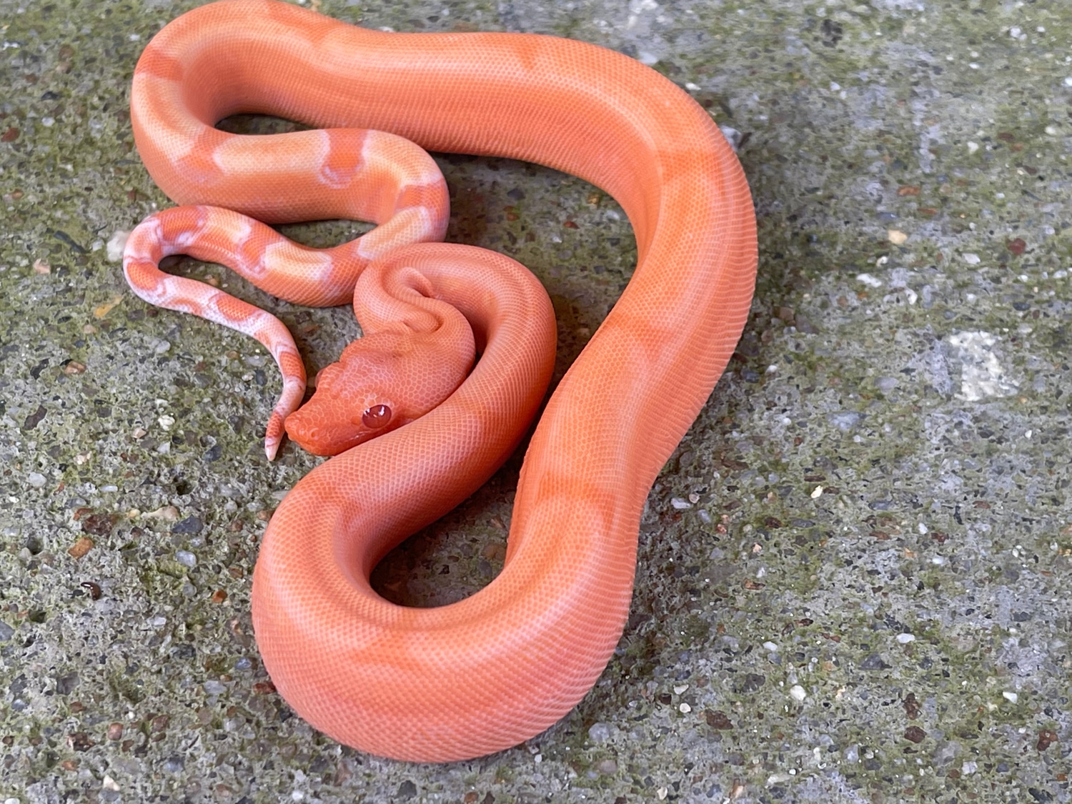 Sundragon (Poss Super Hypo) Boa Constrictor by Carolina Herps - MorphMarket