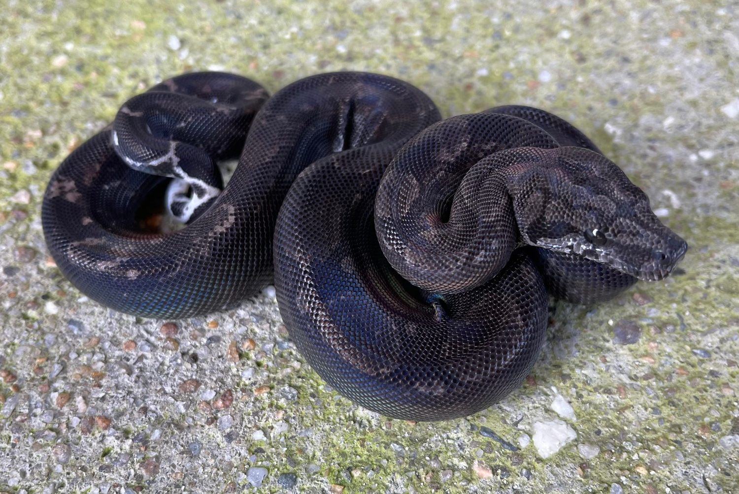 Black Devil Ph CA T+ Boa Constrictor by Carolina Herps - MorphMarket