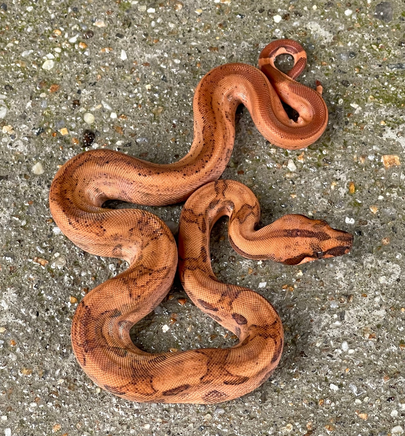 Hypo Jungle Blood Boa Constrictor by Carolina Herps - MorphMarket