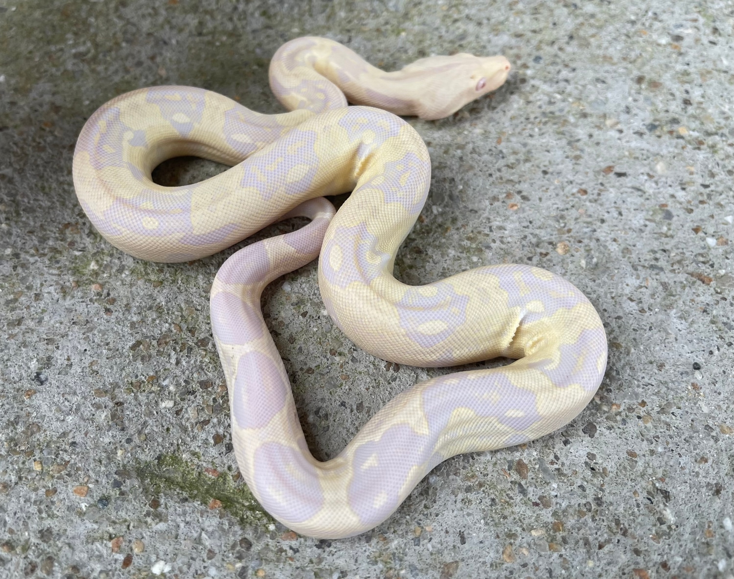 IMG Sharp Snow Boa Constrictor by Carolina Herps - MorphMarket
