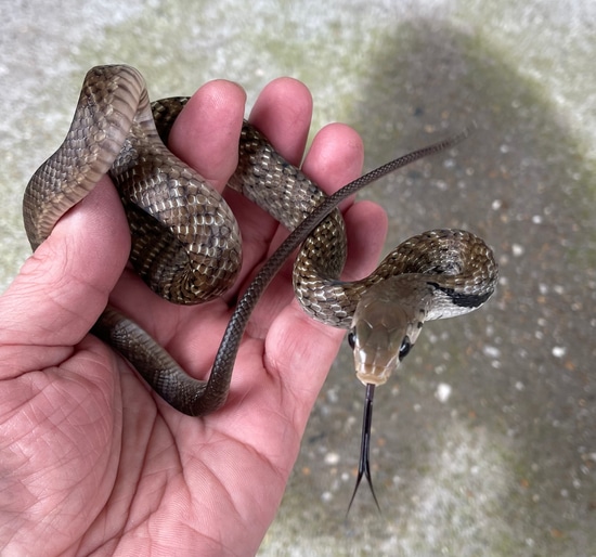 Unicolor Cribo Female Cribo & Indigo Snakes by Carolina Herps