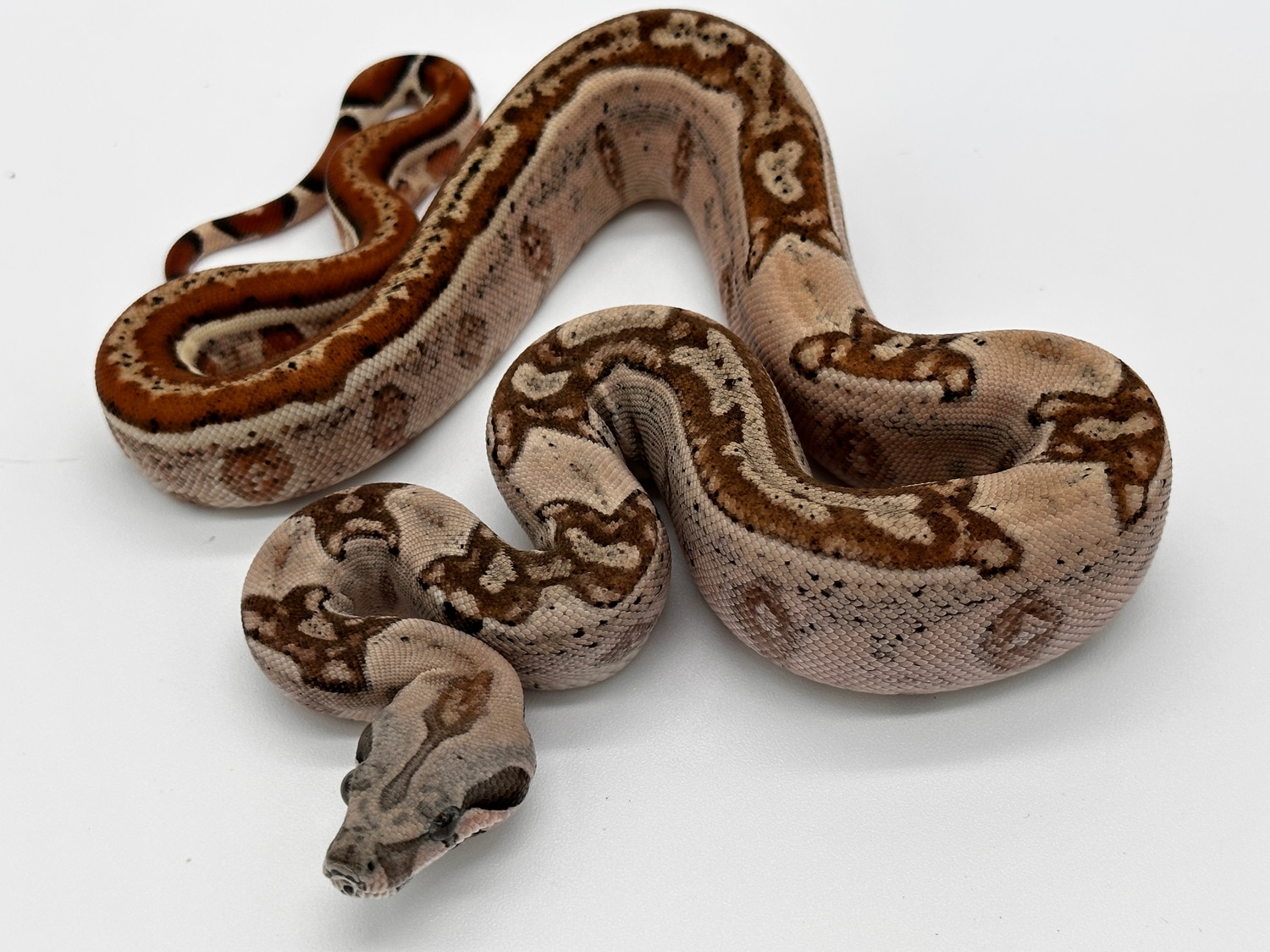 Hypo DH Leopard VPI 50% Anery (For Making Snow Habanero Aka Glacier ...