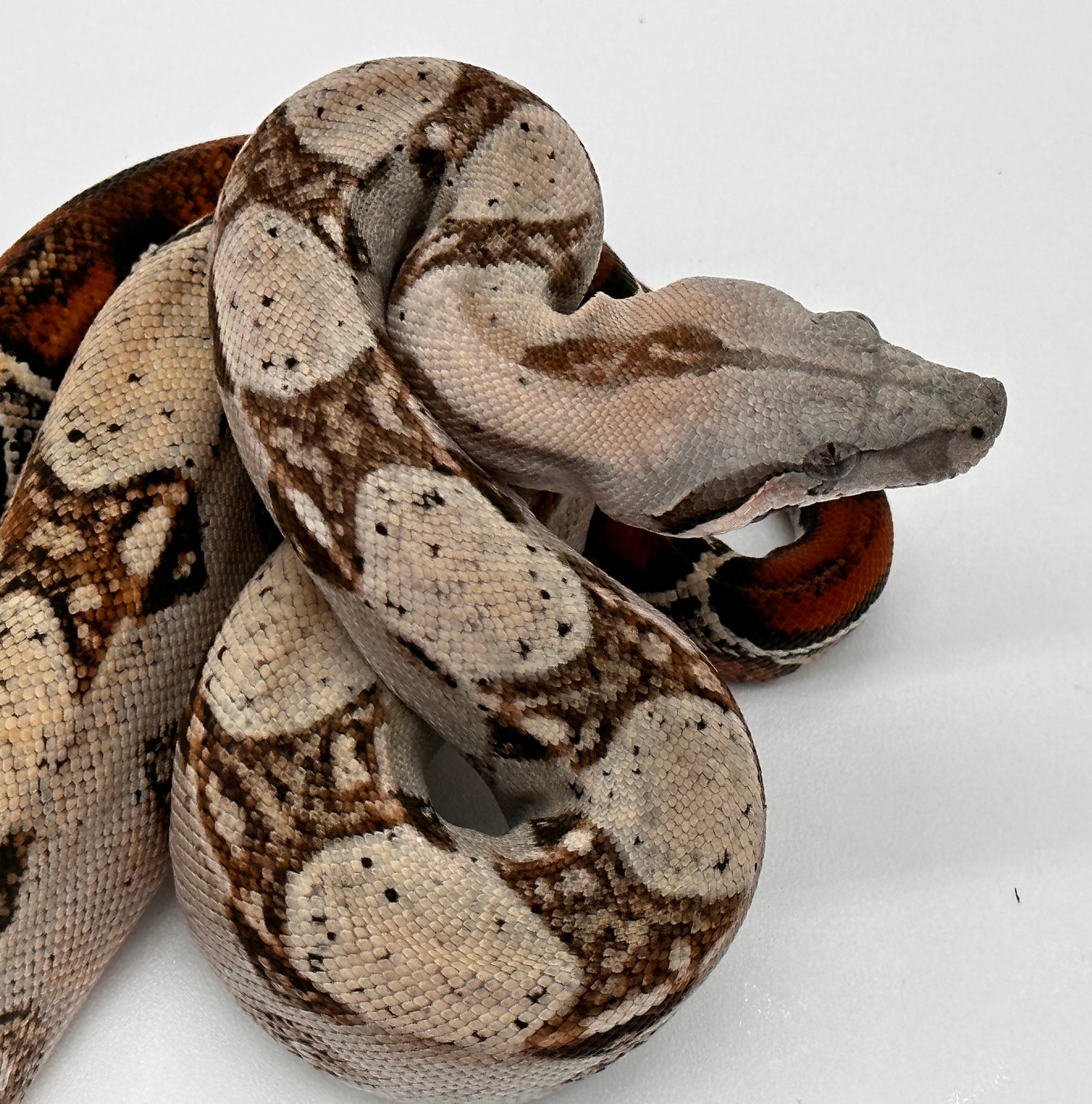 DH Leopard VPI 50% Anery (For Making Snow Habanero) Boa Constrictor by ...