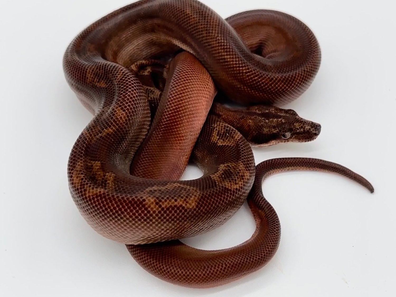 IMG T+ 50% Blood Boa Constrictor by Carolina Herps - MorphMarket