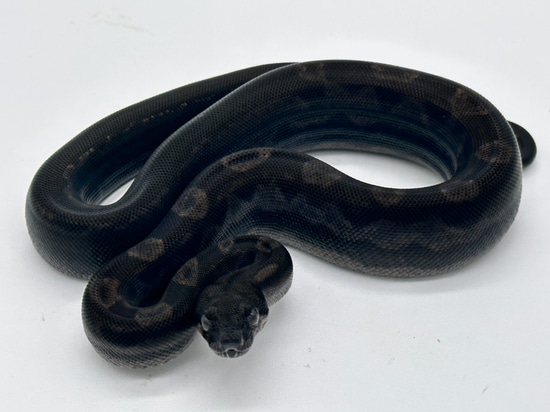 Motley Black Devil (IMG RDR), 50% Het Sharp And CA T+ Boa Constrictor ...