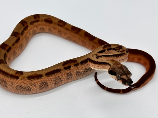 Hypo Motley DH Blood VPI Boa Constrictor by Carolina Herps