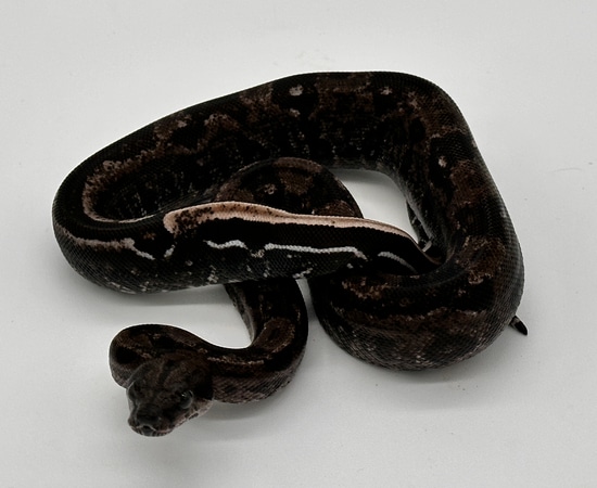 Black Devil (IMG RDR), 50% Het Sharp And CA T+ Boa Constrictor by ...