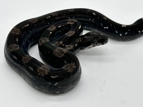 Black Devil (IMG RDR) Boa Constrictor by Carolina Herps