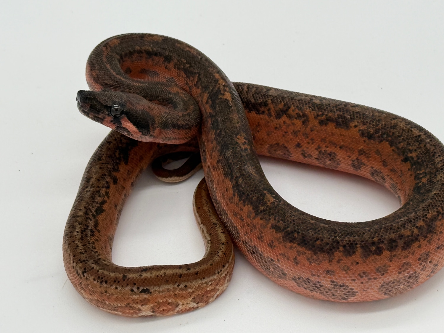 Constrictors Northwest