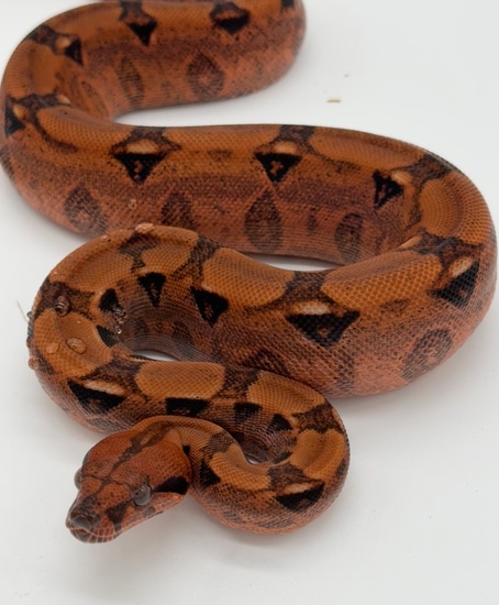 DH VPI Kahl 50% Blood Boa Constrictor by Carolina Herps