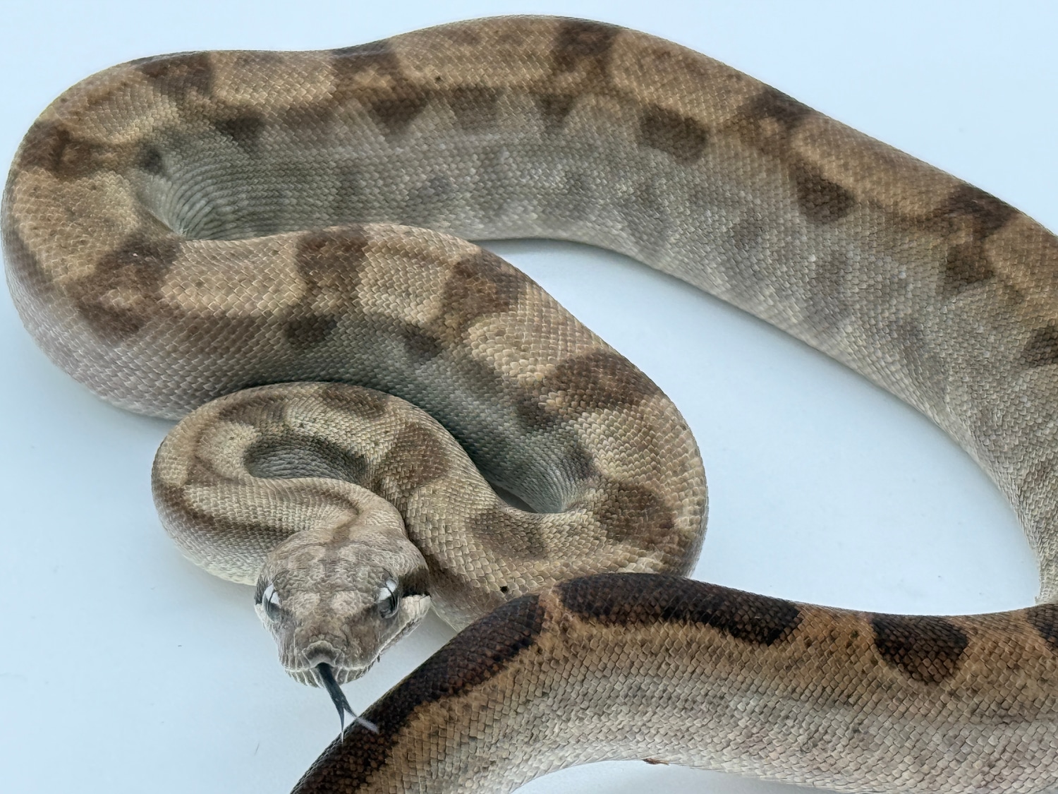 Constrictors Northwest