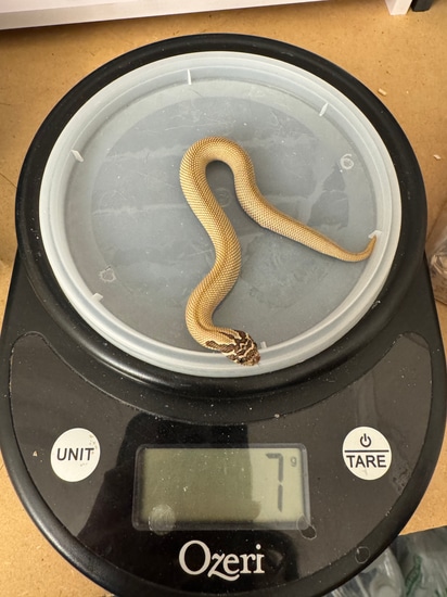 Superconda Double Het Snow Female Western Hognose by SSCCCritters