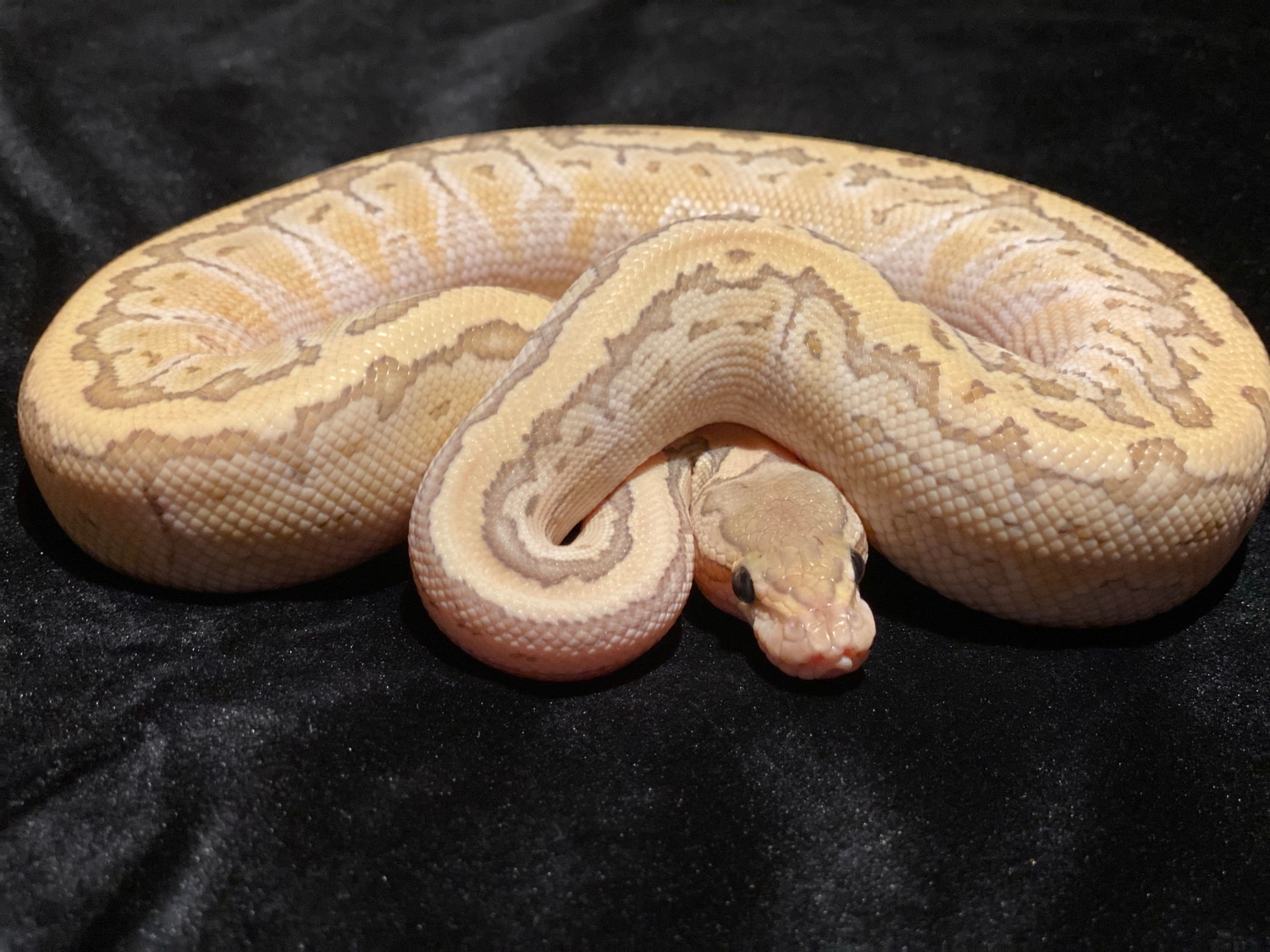 Emperor Ghost Ball Python by Carpe Diem Reptiles - MorphMarket