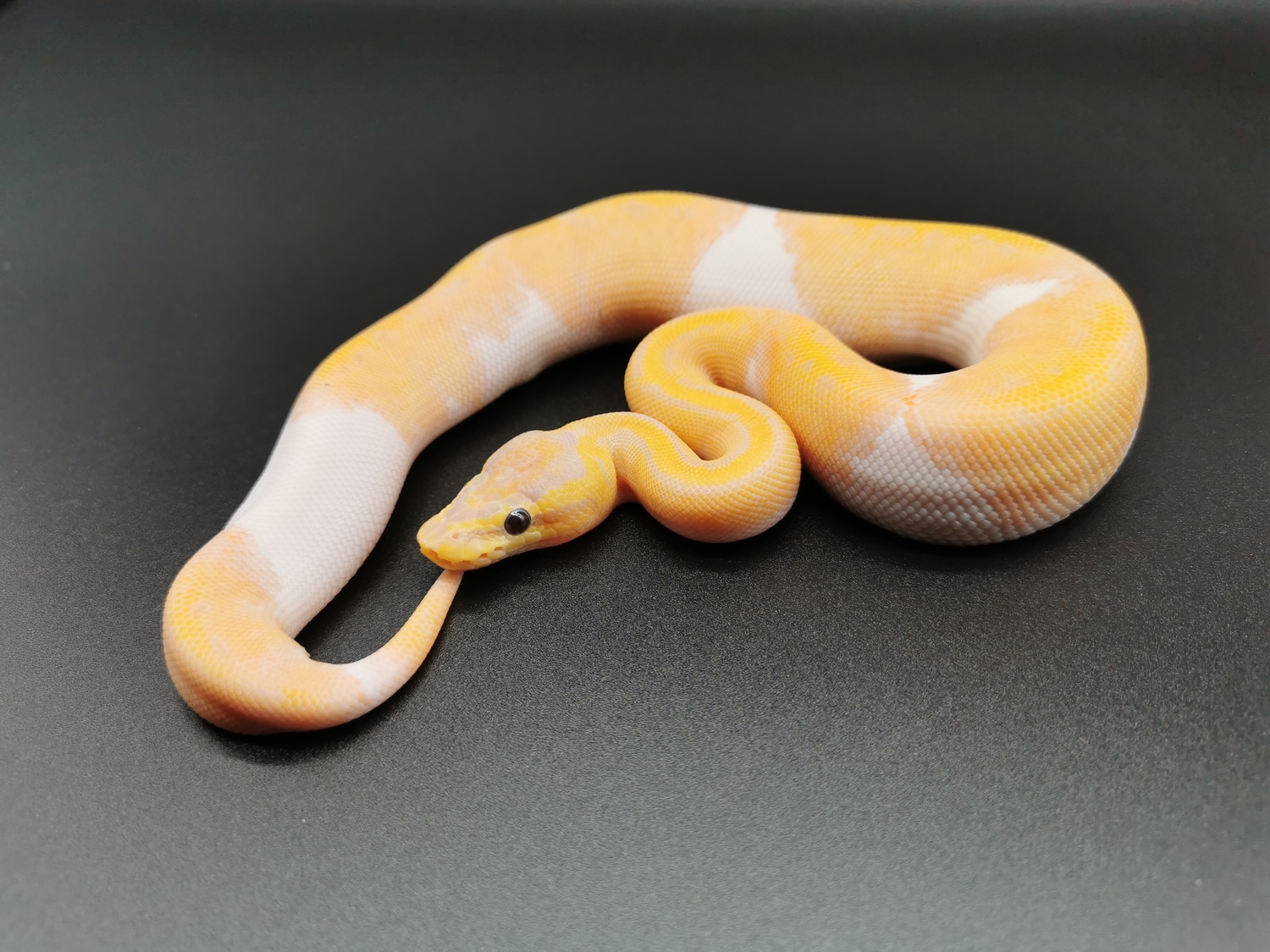 Banana Pinstripe Piebald Ball Python by Pythons4You - MorphMarket