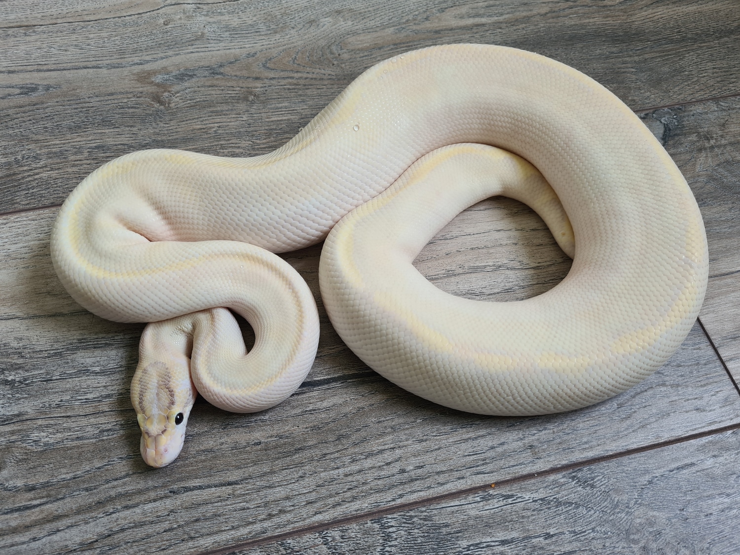 FOR HAMM 1.0 Enchi Ivory 100% Het Clown "Proven Breeder" ANZ2021 Ball ...