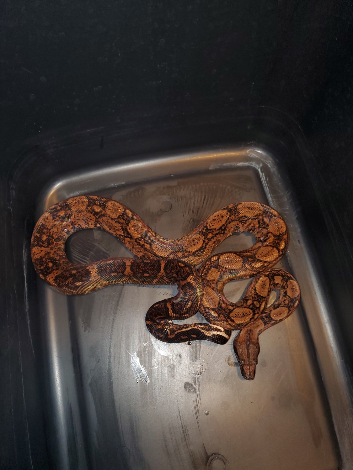 Ron St Pierre Blood Boa Boa Constrictor by Carpy's Boas and Corns ...