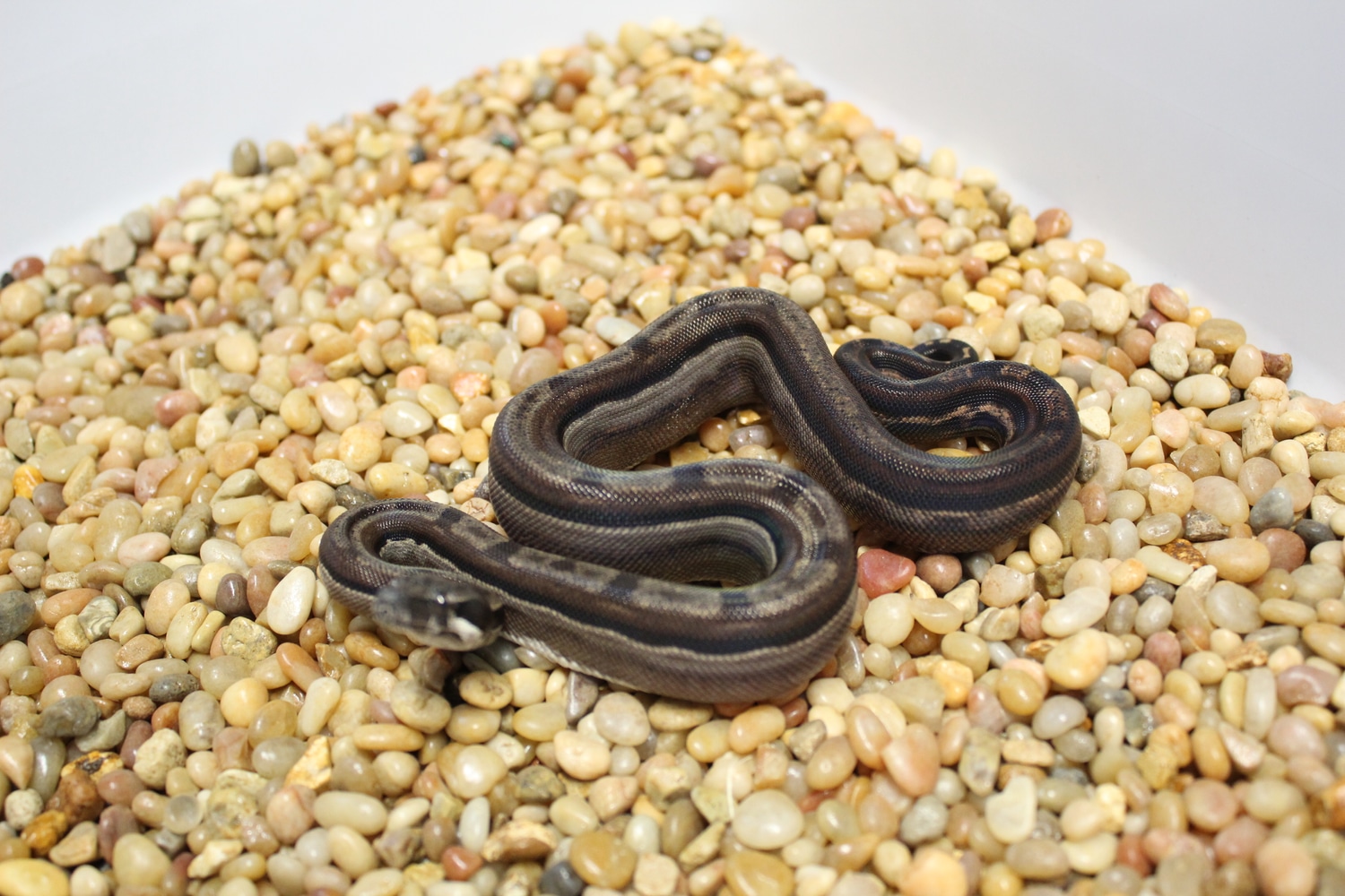 Inca Motley Het Ca T Boa Constrictor by Carpy's Boas and Corns Snakes ...