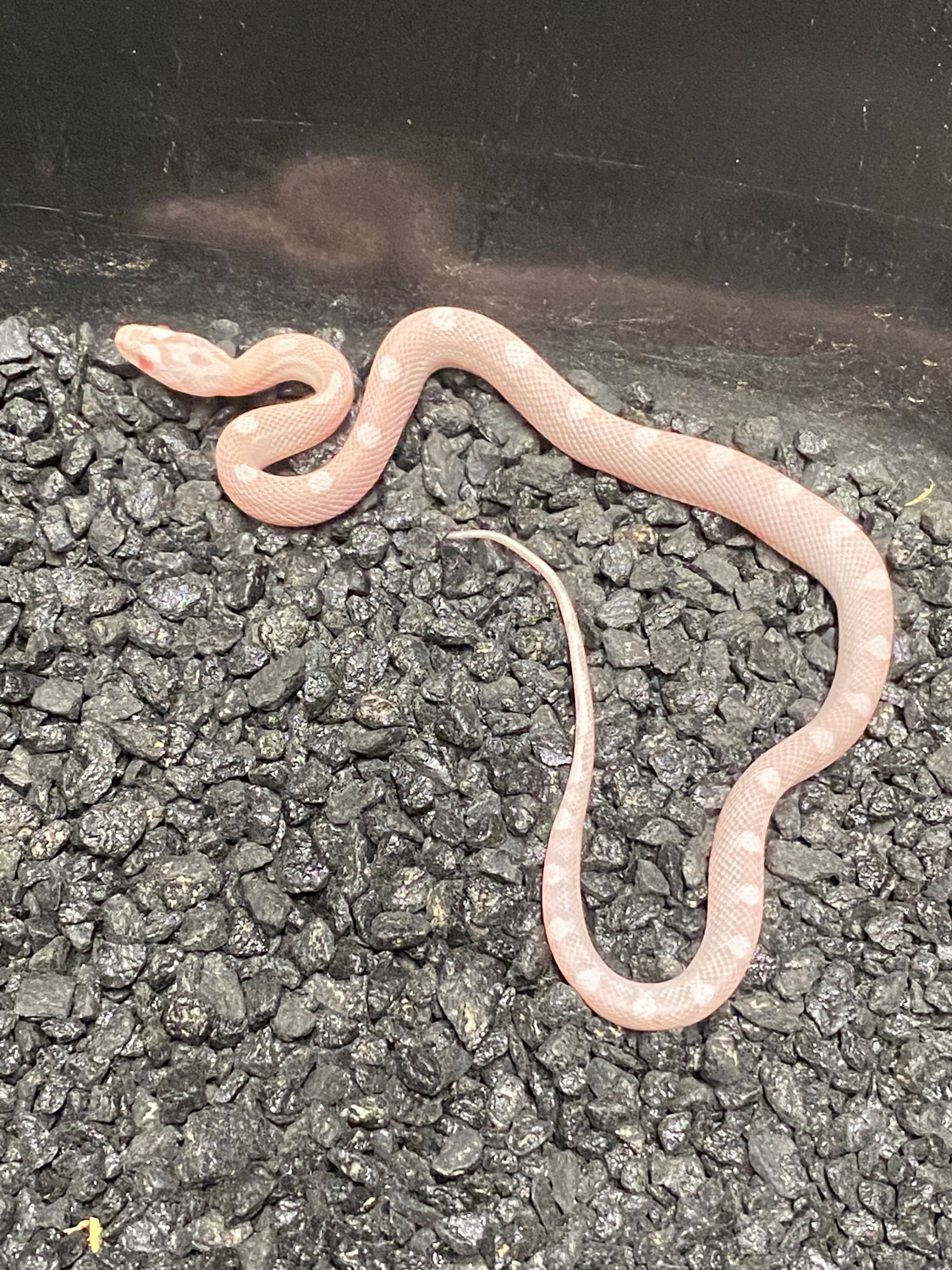 Snow Lavender Motley Corn Snake by Carpy's Boas and Corns Snakes ...