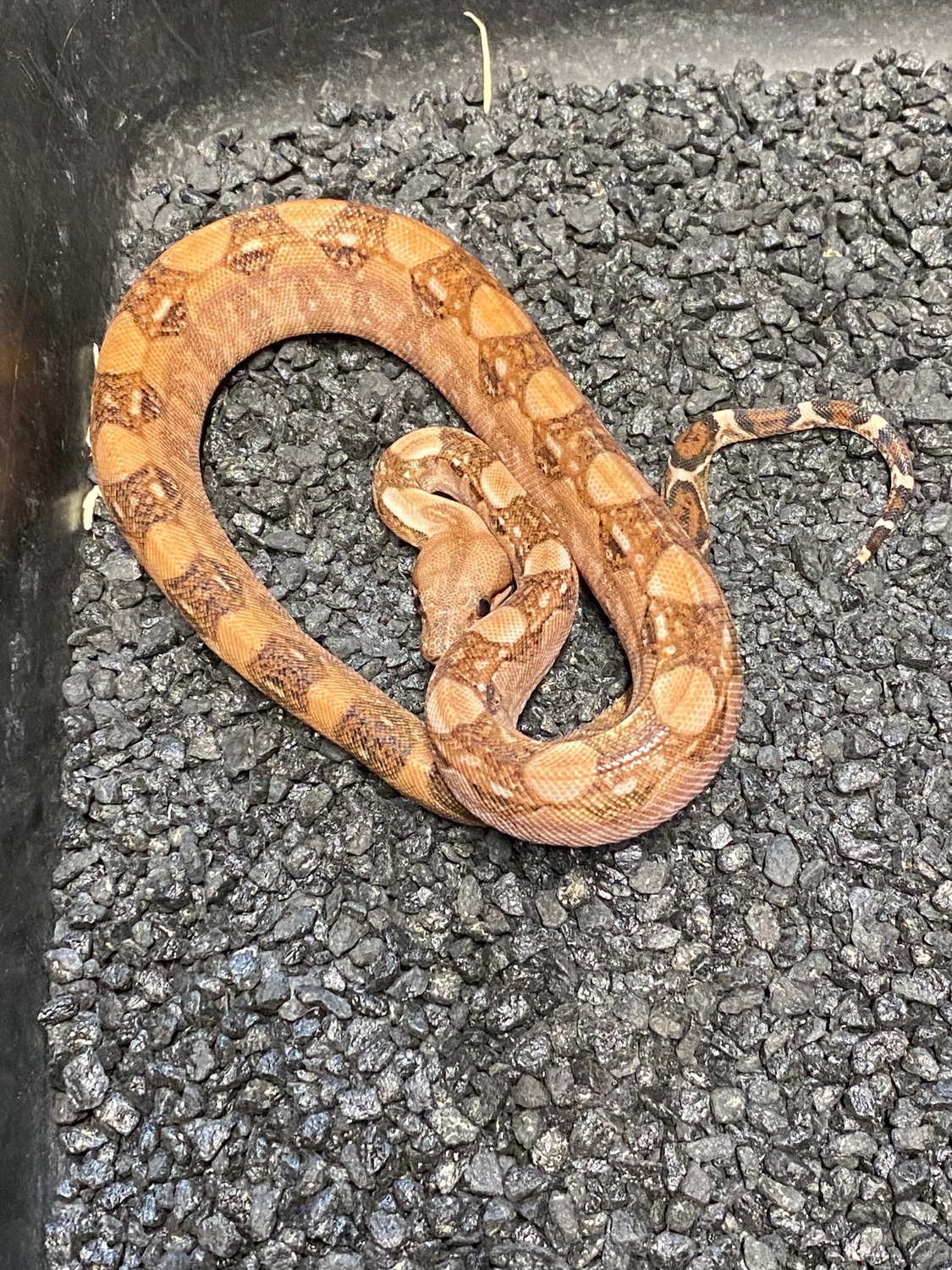Blood Boa Constrictor by Carpy's Boas and Corns Snakes - MorphMarket