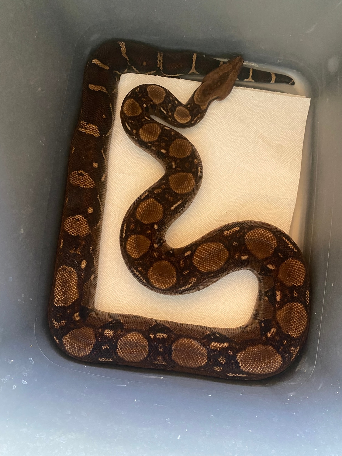 Blood Boa Constrictor by Carpy's Boas and Corns Snakes - MorphMarket