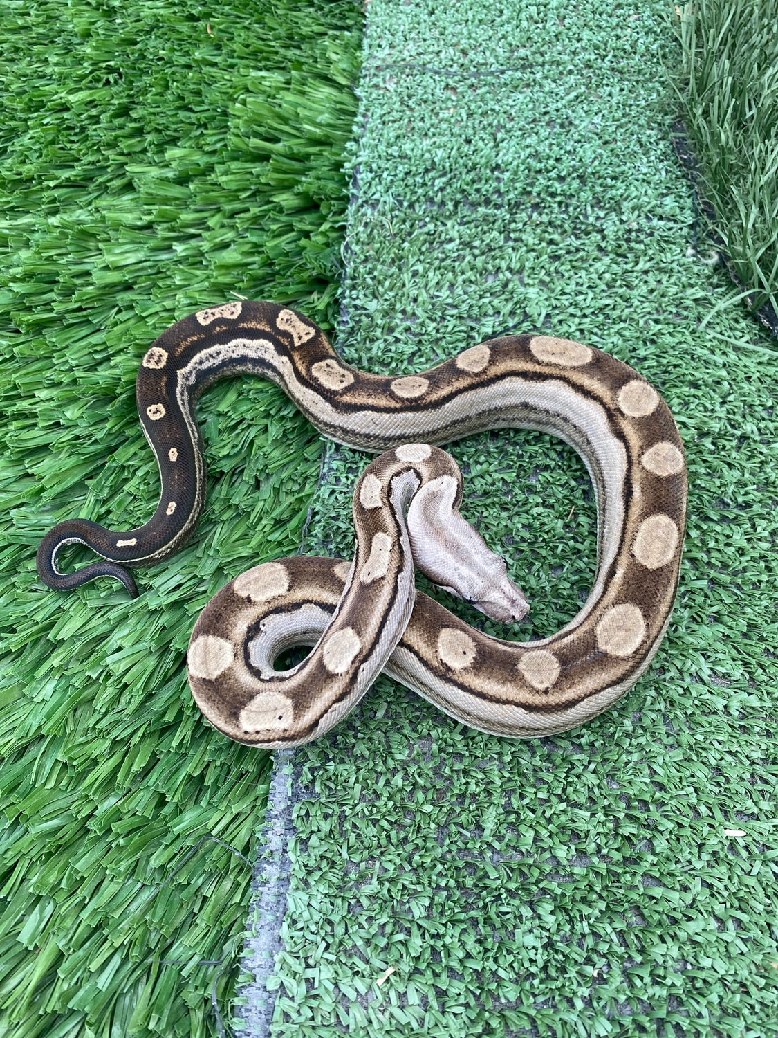Motley Dh Sharp Snow Boa Constrictor by Carpy's Boas and Corns Snakes ...