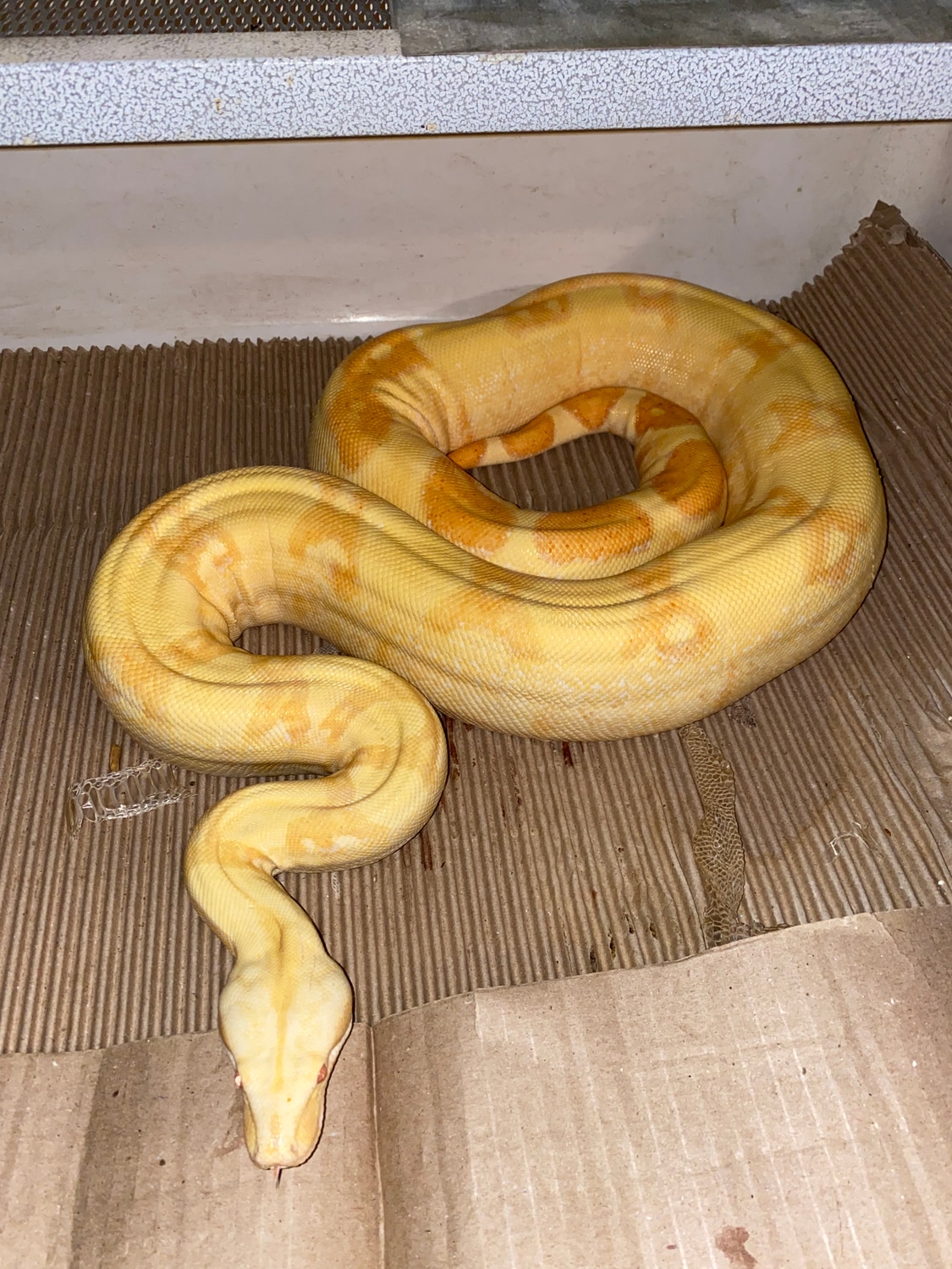 Sharp Albino Pos Het Anery Pos Jungle Boa Constrictor by Carpy's Boas ...