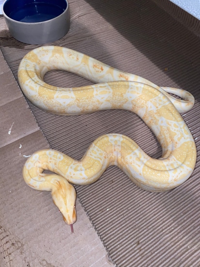 Sharp Albino Boa Constrictor by Carpy's Boas and Corns Snakes
