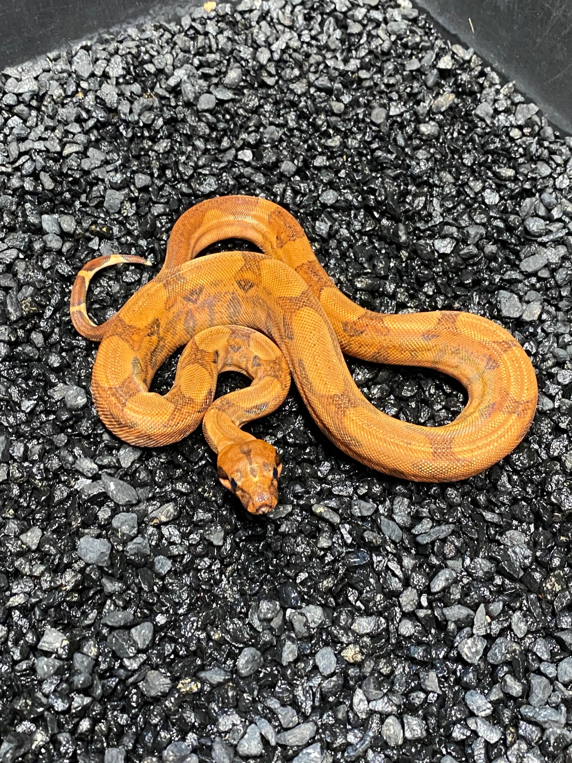 Hypo Blood Boa Constrictor by Carpy's Boas and Corns Snakes - MorphMarket