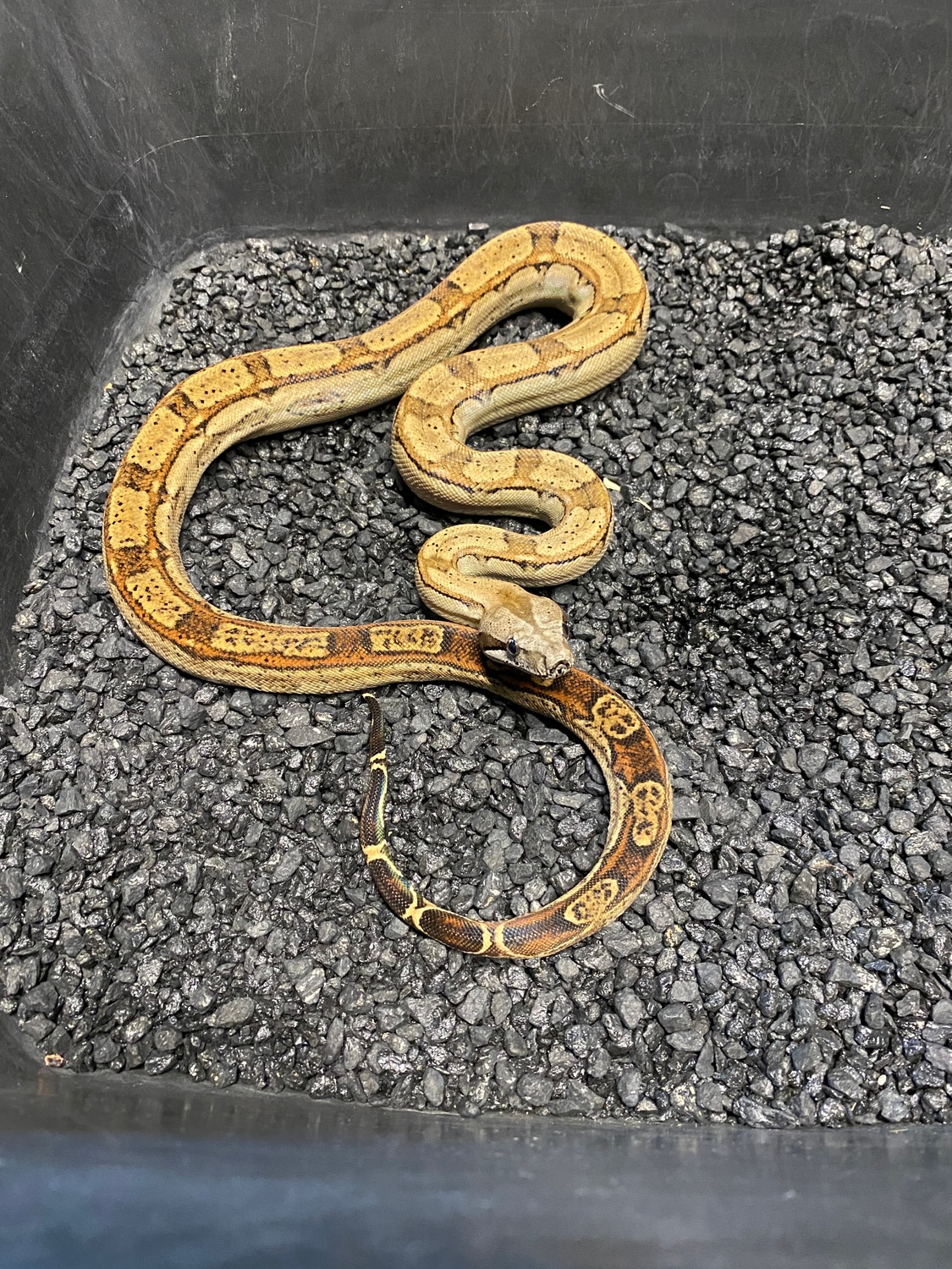 Rlt 66%het Blood And Type 2 Anery Boa Constrictor by Carpy's Boas and ...