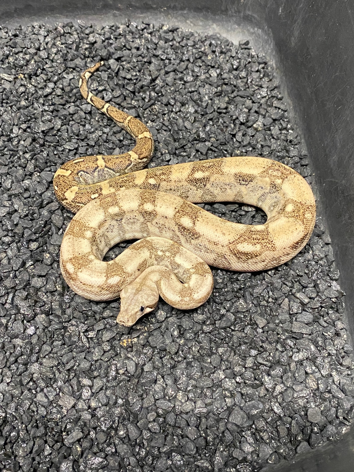 Anery Fire Het Rdr Black Eyed Anery Boa Constrictor by Carpy's Boas and ...
