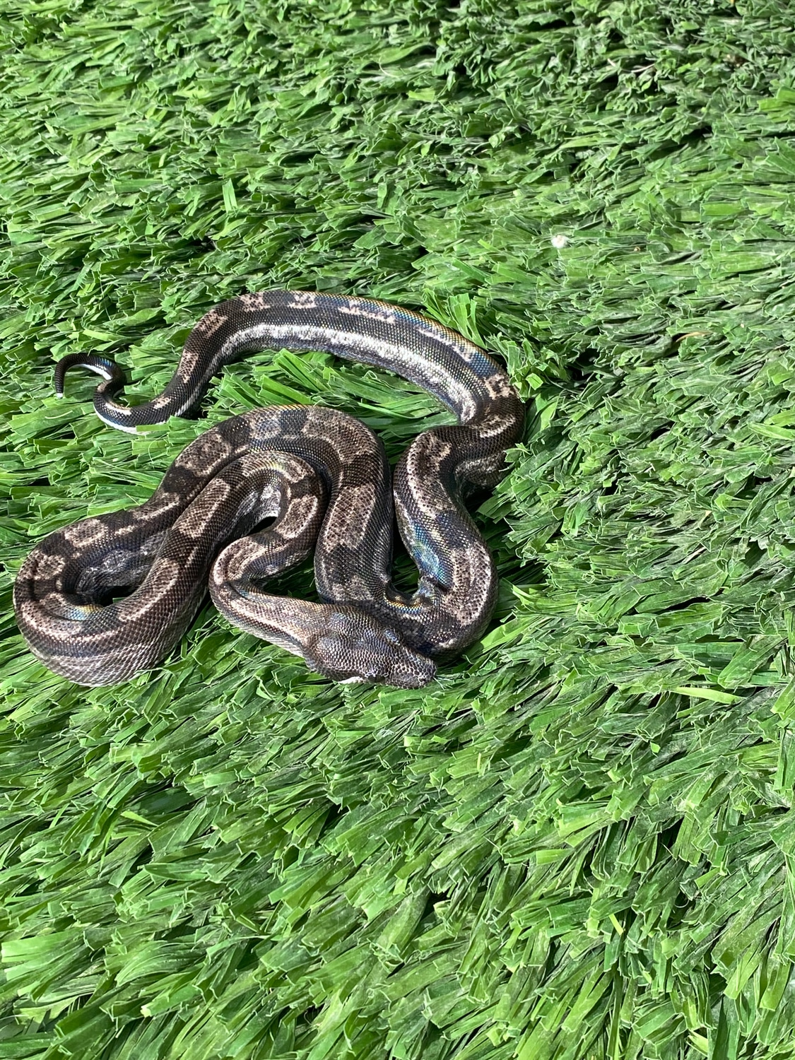 Rdr Black Eyed Anery Motley Arabesque Ph Albino Boa Constrictor by ...