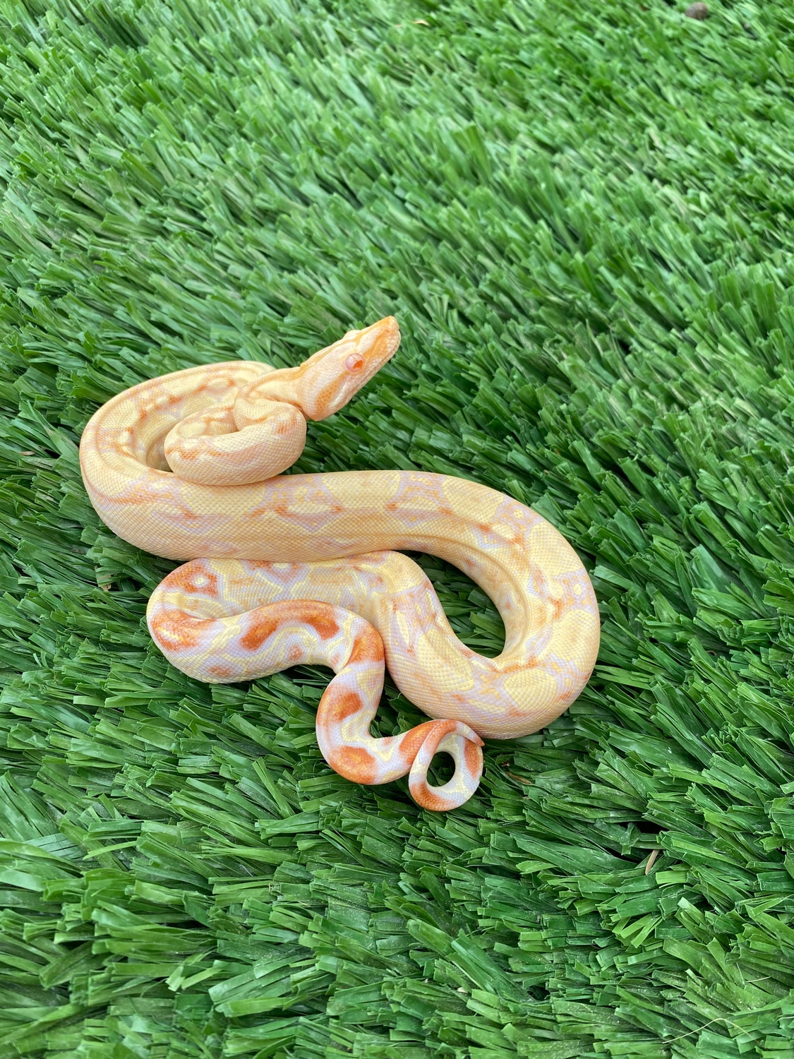 Sharp Albino Het Rdr Black Eyed Anery Boa Constrictor by Carpy's Boas ...