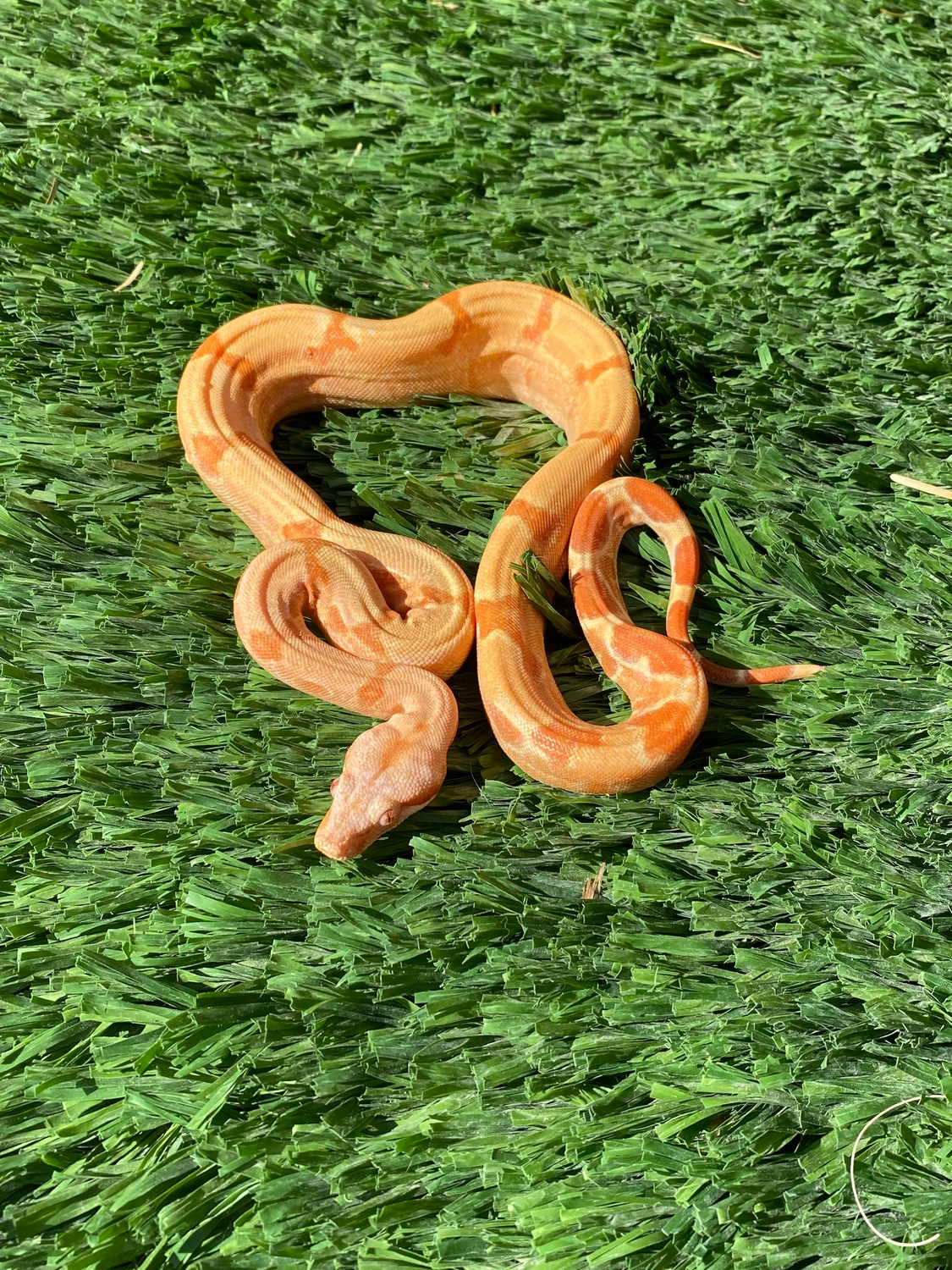 Pos Super Orangasm Sunglow Boa Constrictor by Carpy's Boas and Corns ...