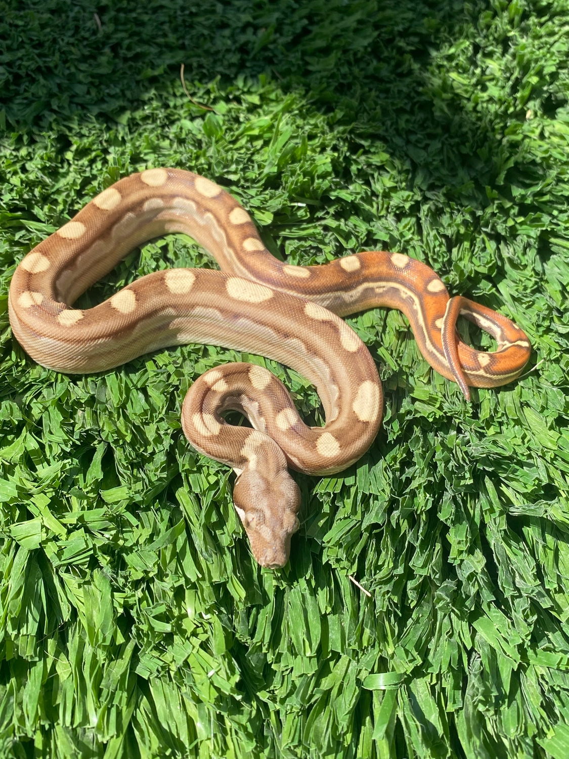 Paradise Motley Boa Constrictor by Carpy's Boas and Corns Snakes ...