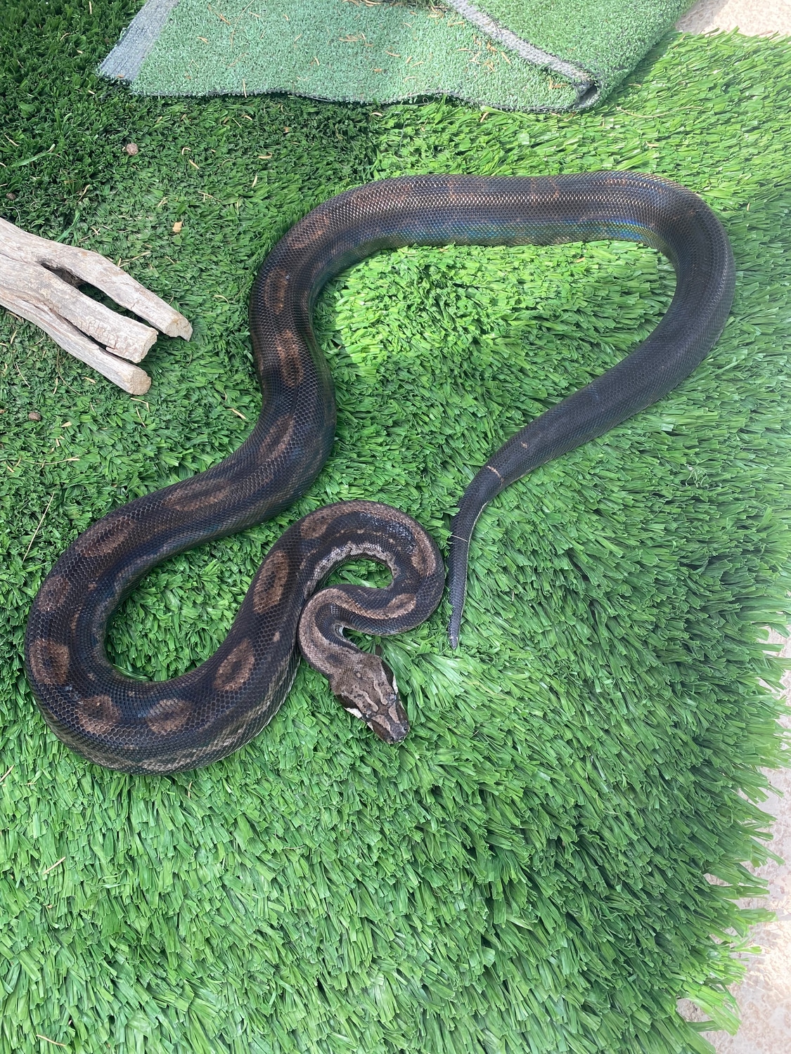 Rdr Black Eyed Anery Motley Boa Constrictor by Carpy's Boas and Corns ...