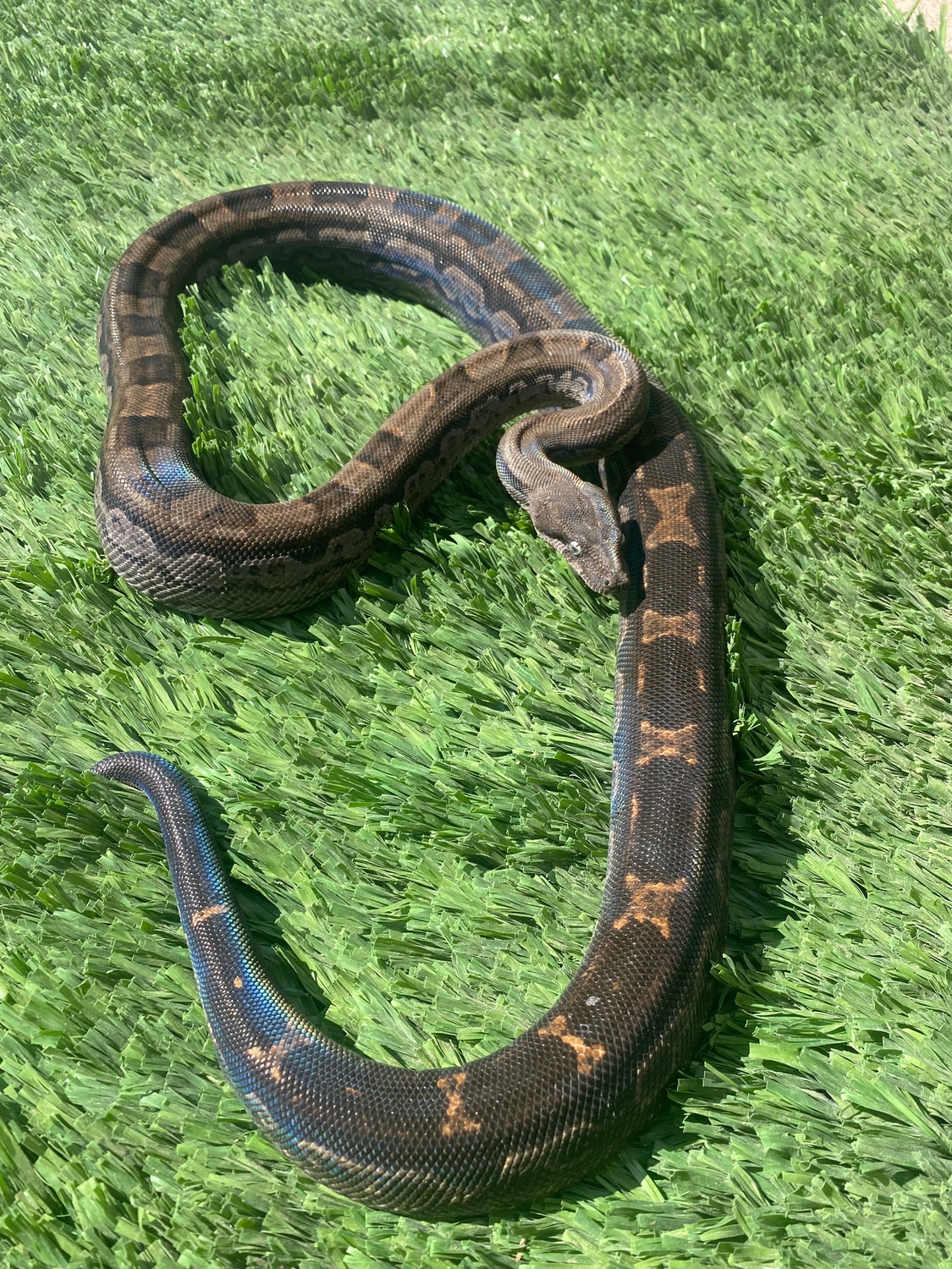 Type 2 Anery Aztec Motley Pos Het Blood Boa Constrictor by Carpy's Boas ...