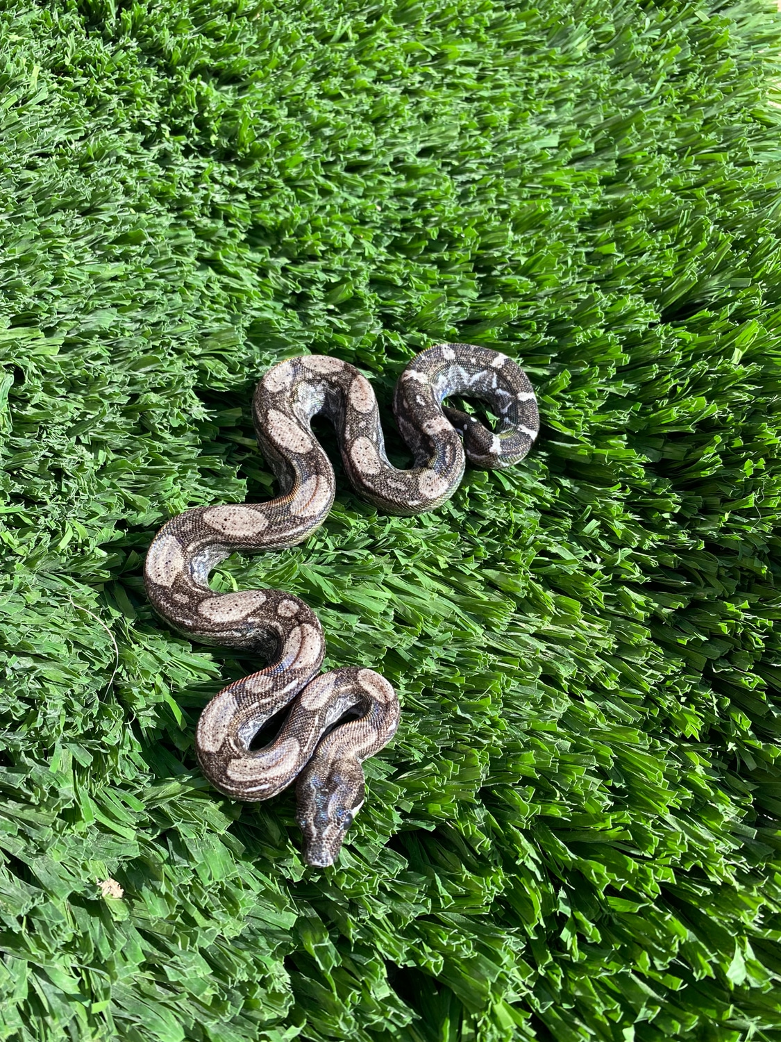 Rdr Black Eyed Anery Arabesque Boa Constrictor by Carpy's Boas and ...