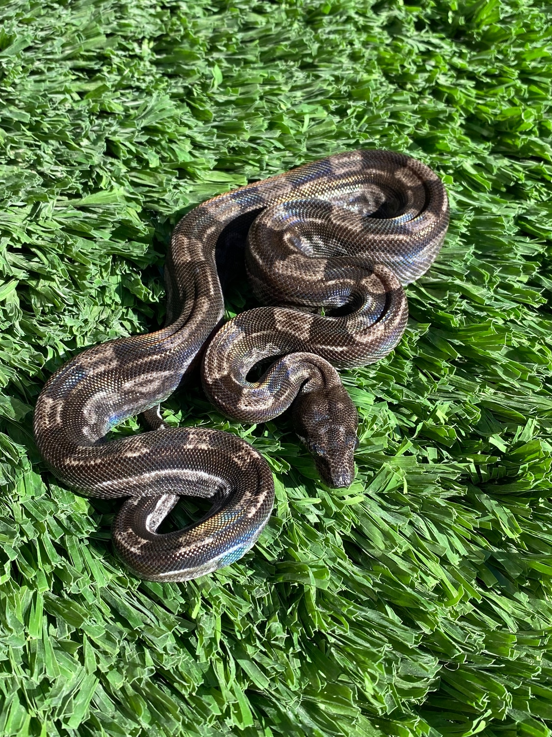 Rdr Black Eyed Anery Motley Arabesque Pos Het Albino Boa Constrictor by ...