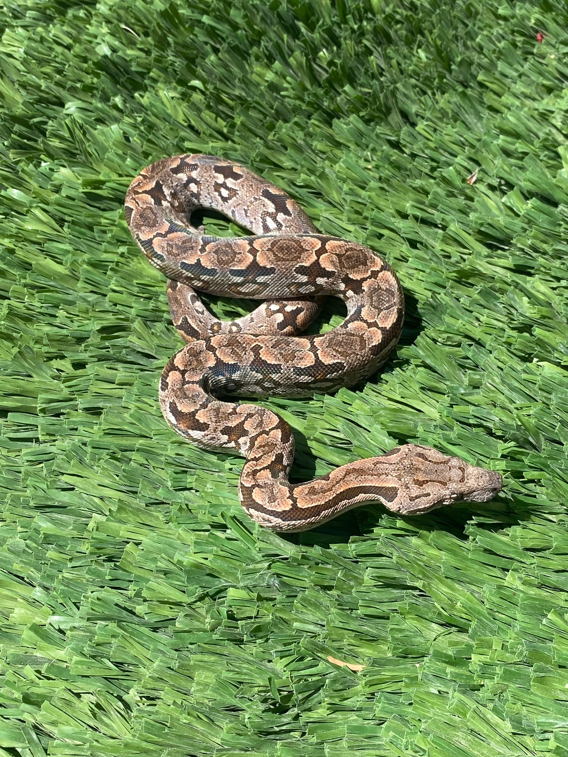 Dumerils Boa Ground Boa by Carpy's Boas and Corns Snakes - MorphMarket