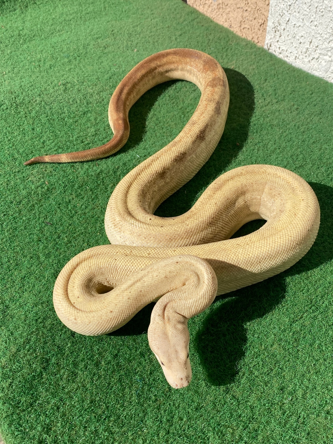 Ca T+ Fire Motley Boa Constrictor by Carpy's Boas and Corns Snakes ...