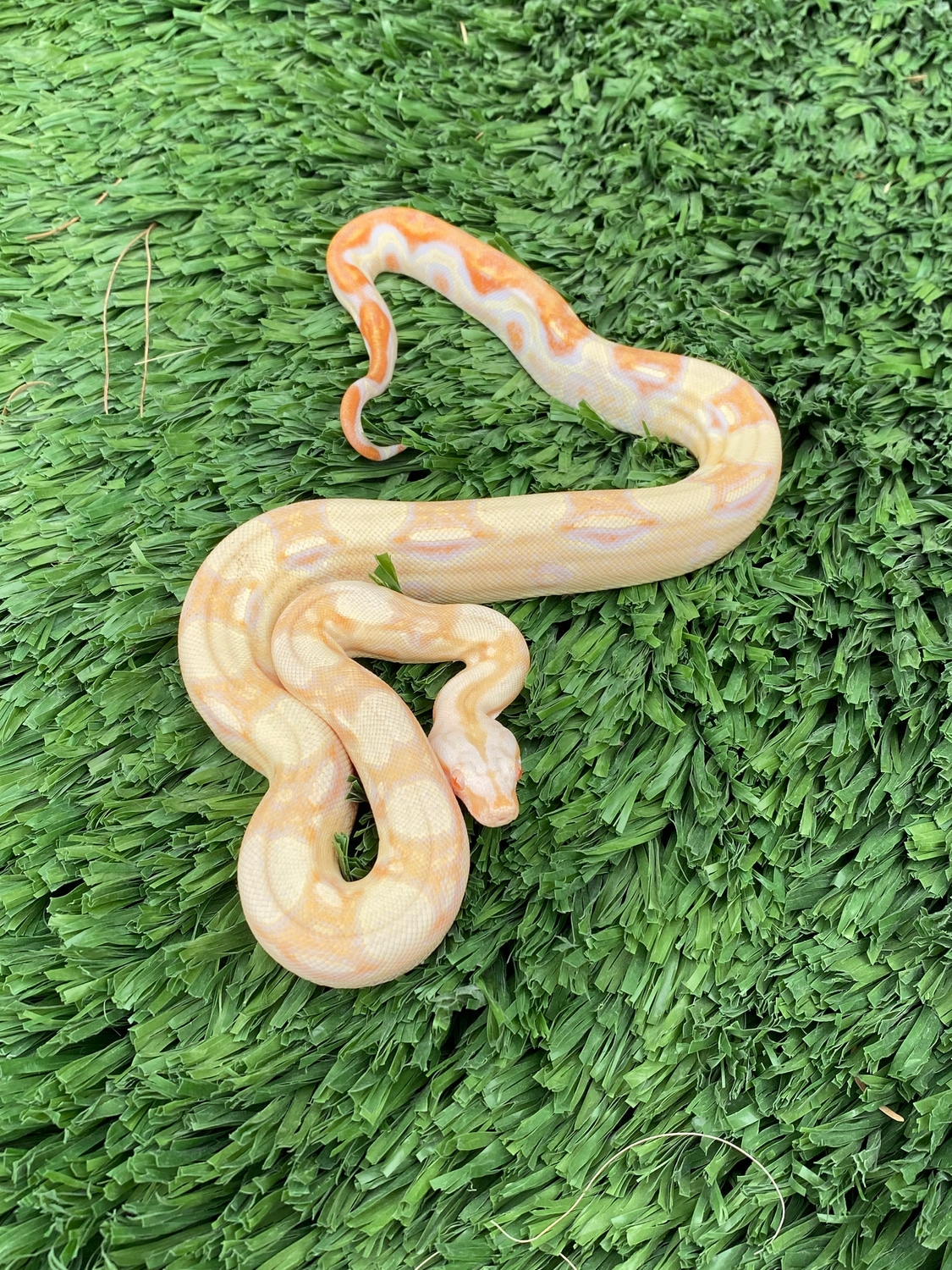 Sharp Albino Pos Jungle Het Rdr Black Eyed Anery Boa Constrictor by ...