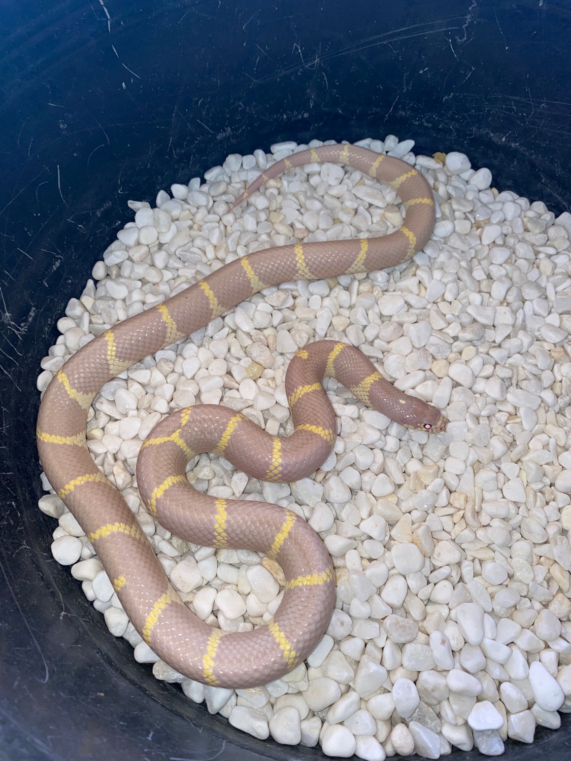 Lavender California Kingsnake by Carpy's Boas and Corns Snakes ...