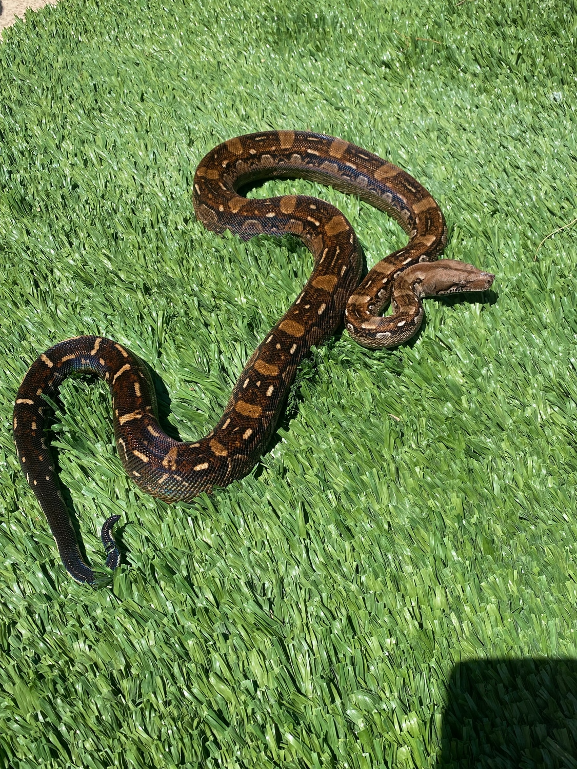 Aztec Het Blood Boa Constrictor by Carpy's Boas and Corns Snakes ...