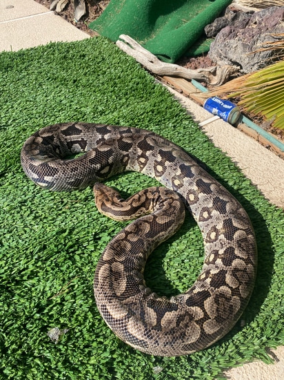 Dumrils Dumeril's Boa by Carpy's Boas and Corns Snakes