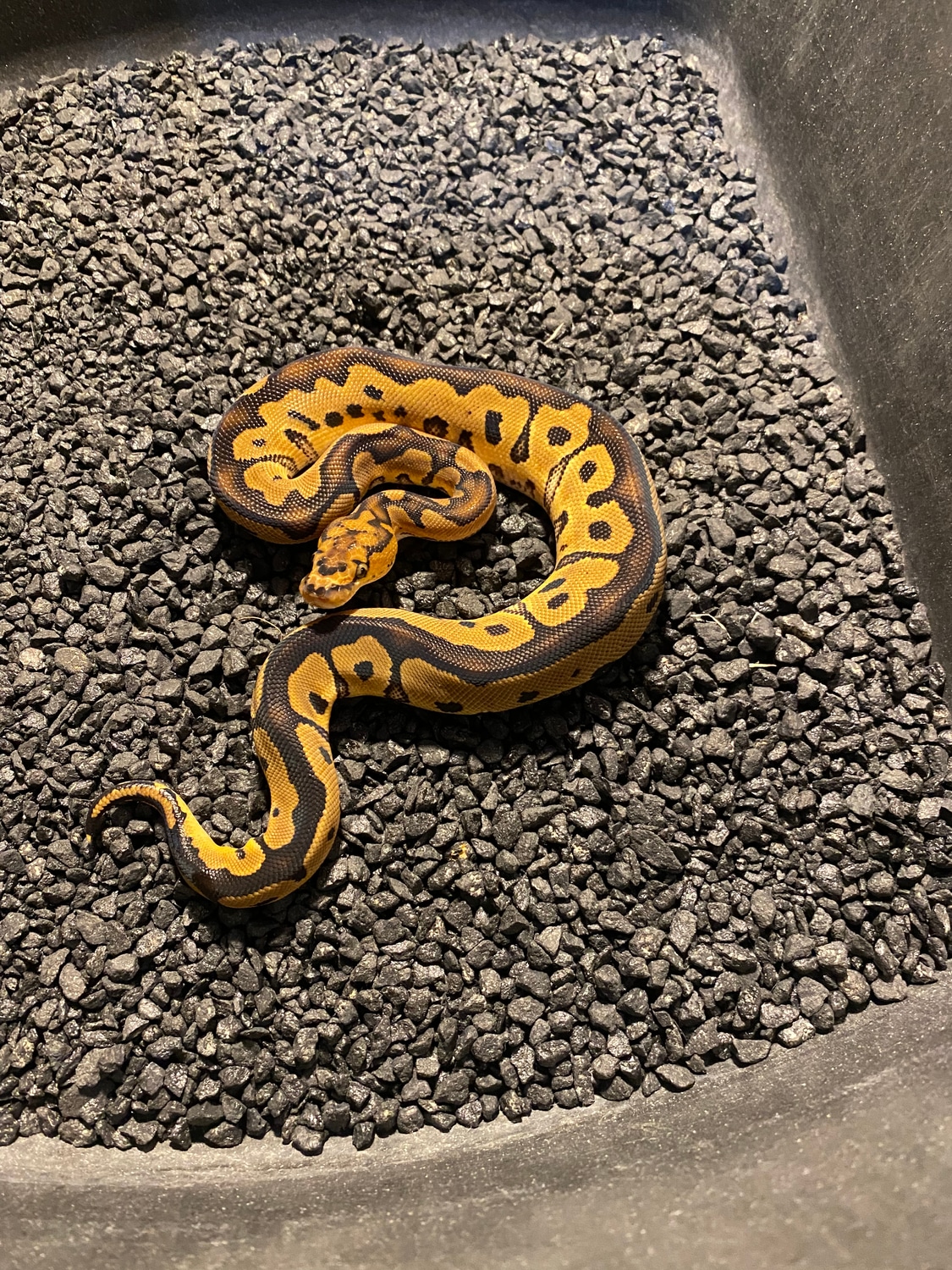 Blade Clown Ball Python by Carpy's Boas and Corns Snakes - MorphMarket